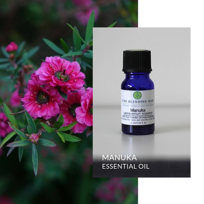 Manuka Essential Oil – The Blending Bar Aromatherapy