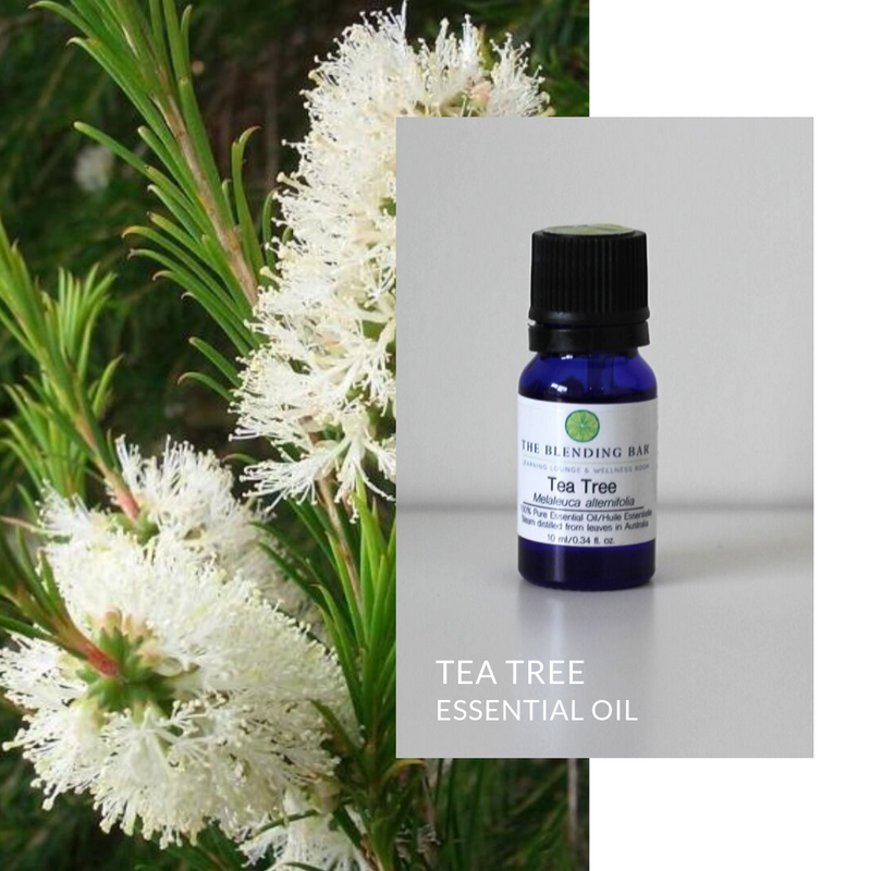 Tea Tree Essential Oil – The Blending Bar Aromatherapy